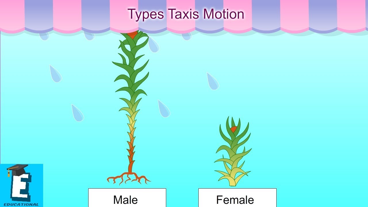 Types Taxis Motion Learn for Children and Kids - YouTube