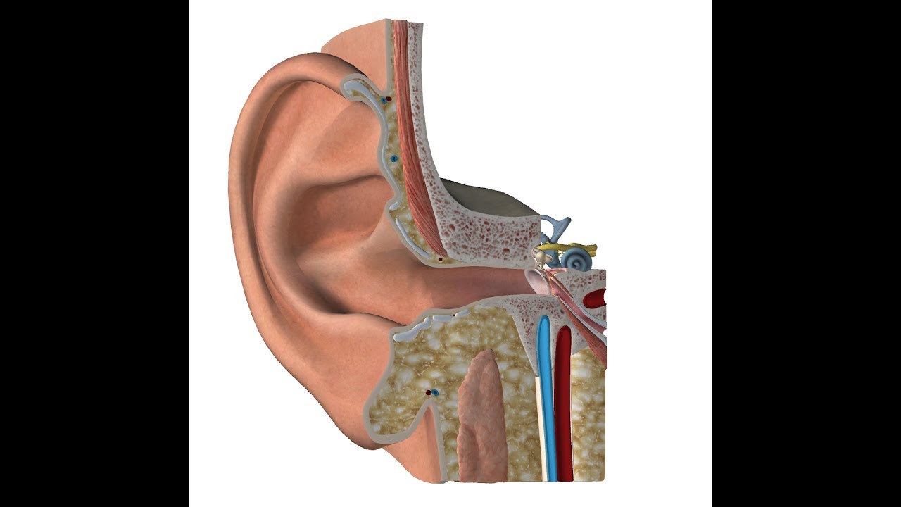 Outer Ear - YouTube