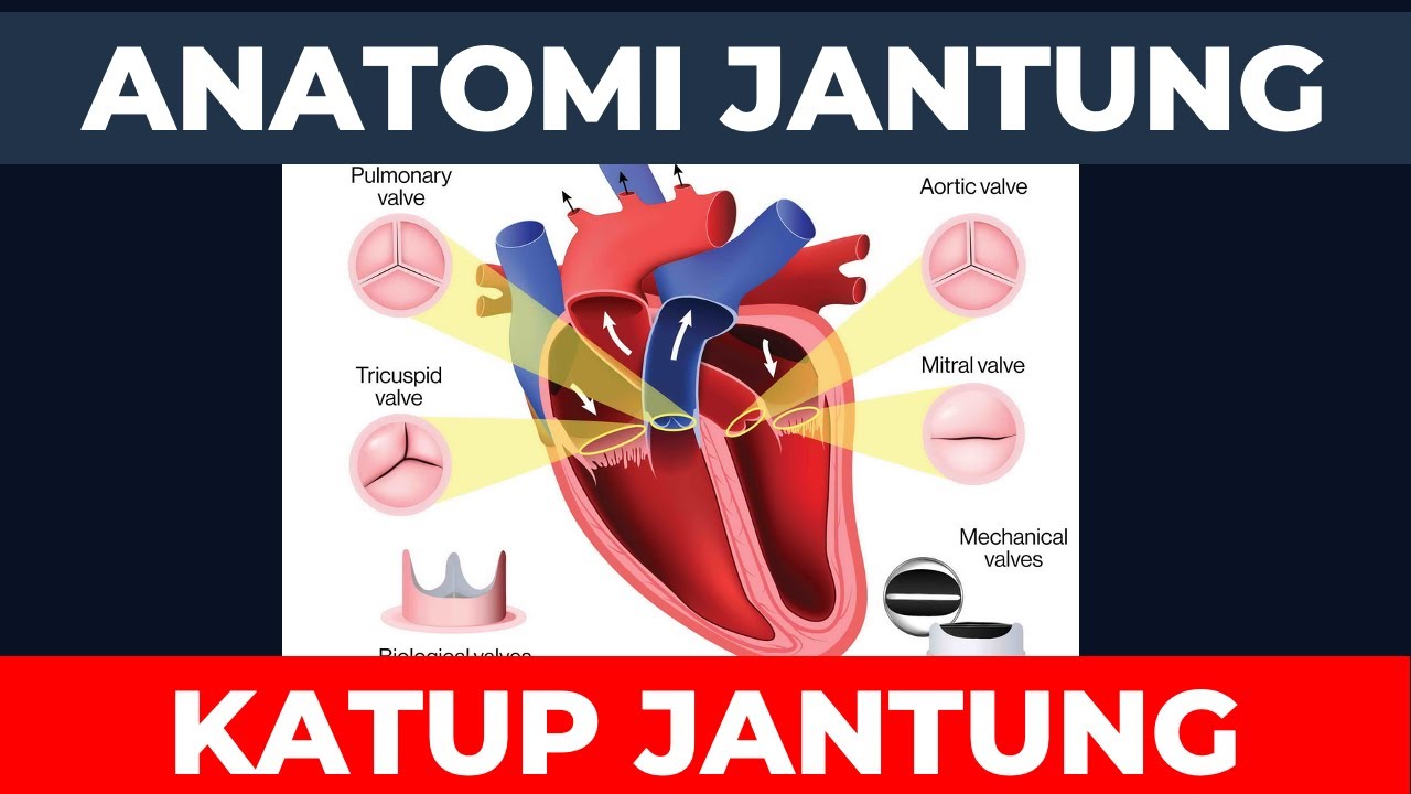 ANATOMI KATUP JANTUNG MANUSIA - YouTube