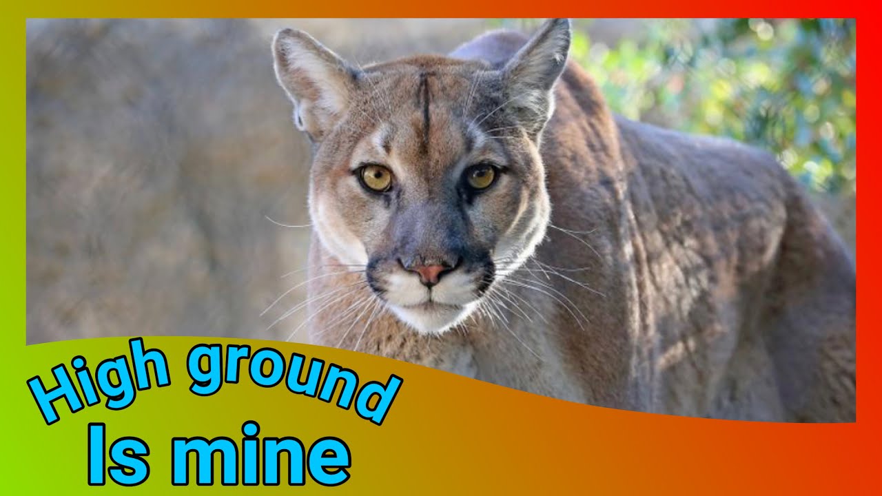 Mountain lion fortnite battle royale gameplay - YouTube
