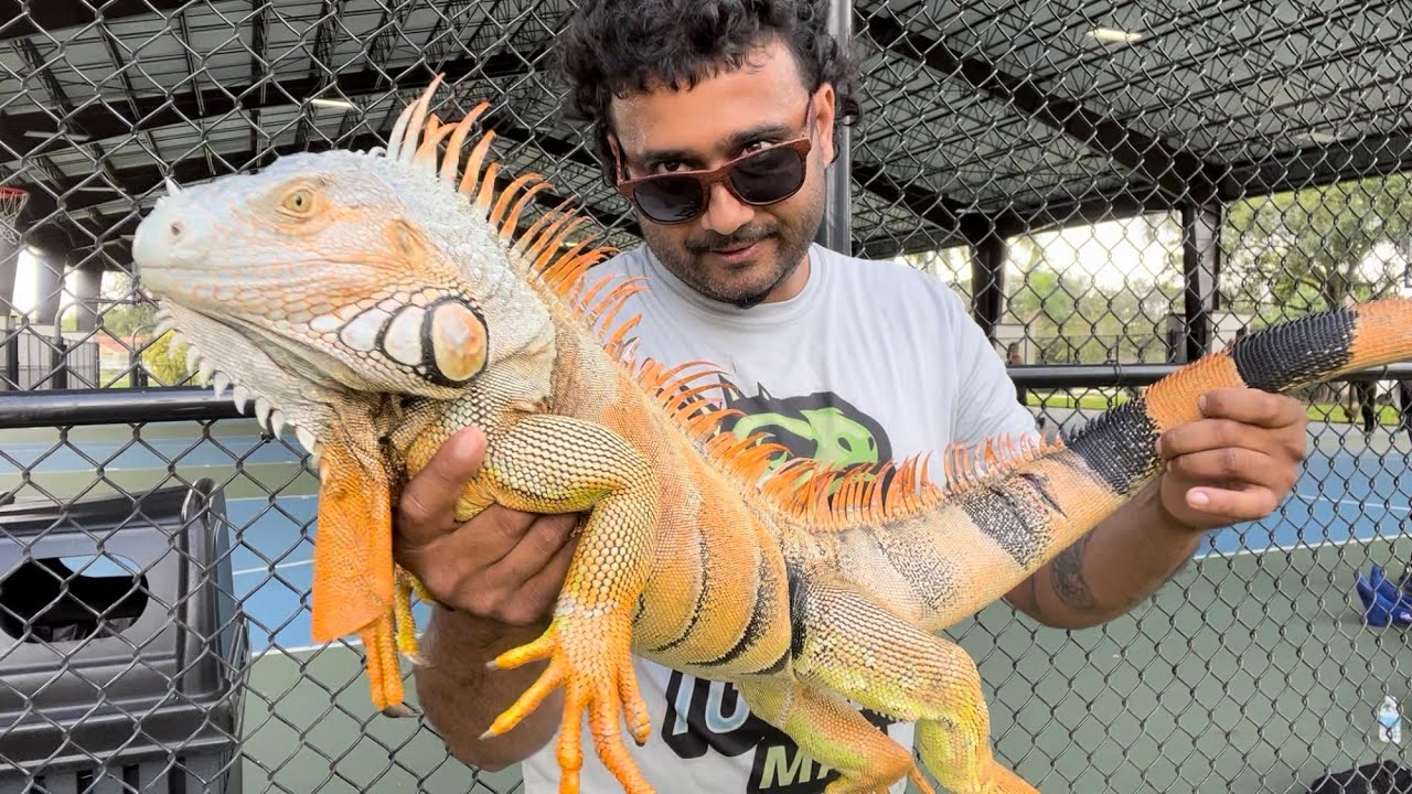 MONSTER IGUANAS ARE AT FLORIDA BASKETBALL COURTS! IGUANA HUNTING IN ...