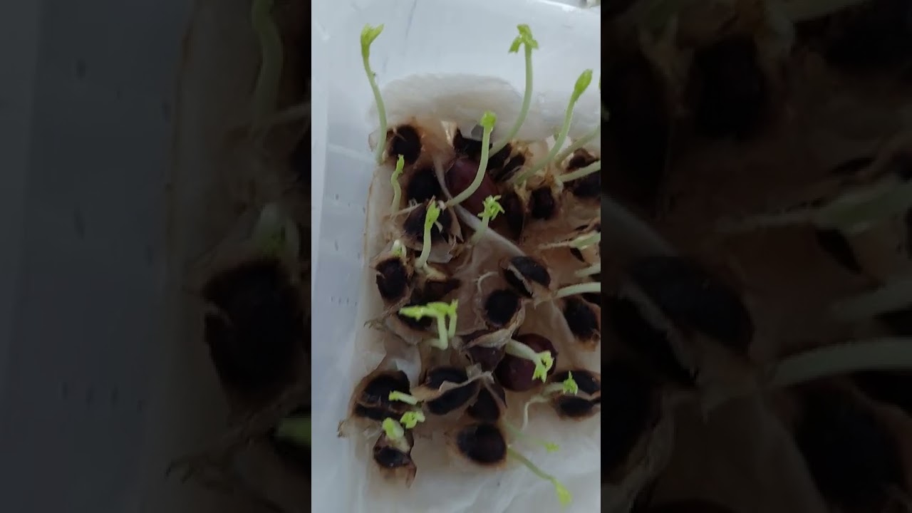 What do Moringa tree seedlings look like - YouTube