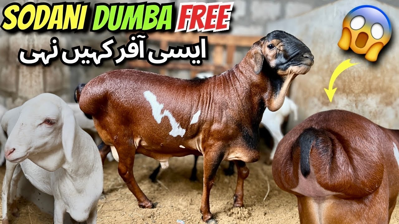 Sodani Dumba FREE! 🐑 Aesi Offer Na Mandi Me 😱 Na Farm Pe | New Shoken k liyen bhatareen Moqa ...