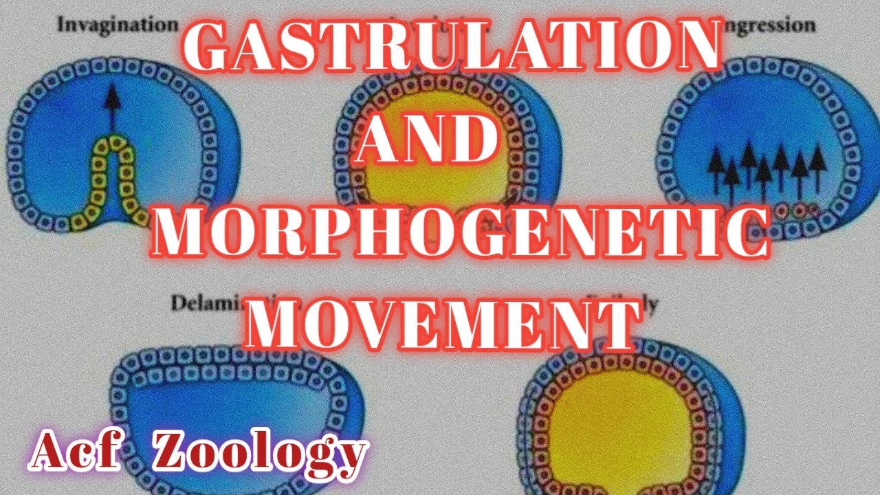 Gastrulation | Morphogenetic Movement | Acf Zoology | UPSCZOOLOGY ...