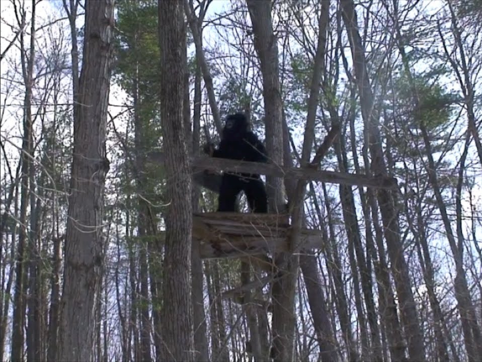 HUNTING SASQUATCH - BIGFOOT FOUND AND KILLED - YouTube