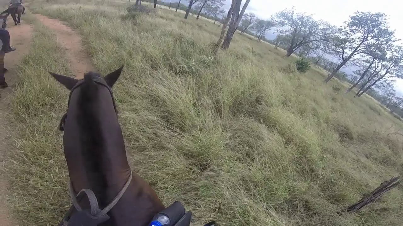 Selwane Horse Safari and Game Reserve - YouTube