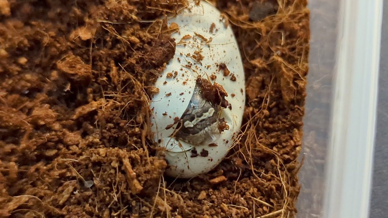 Second Round of Hognose Snake Babies are Hatching! Plus an update on my ...