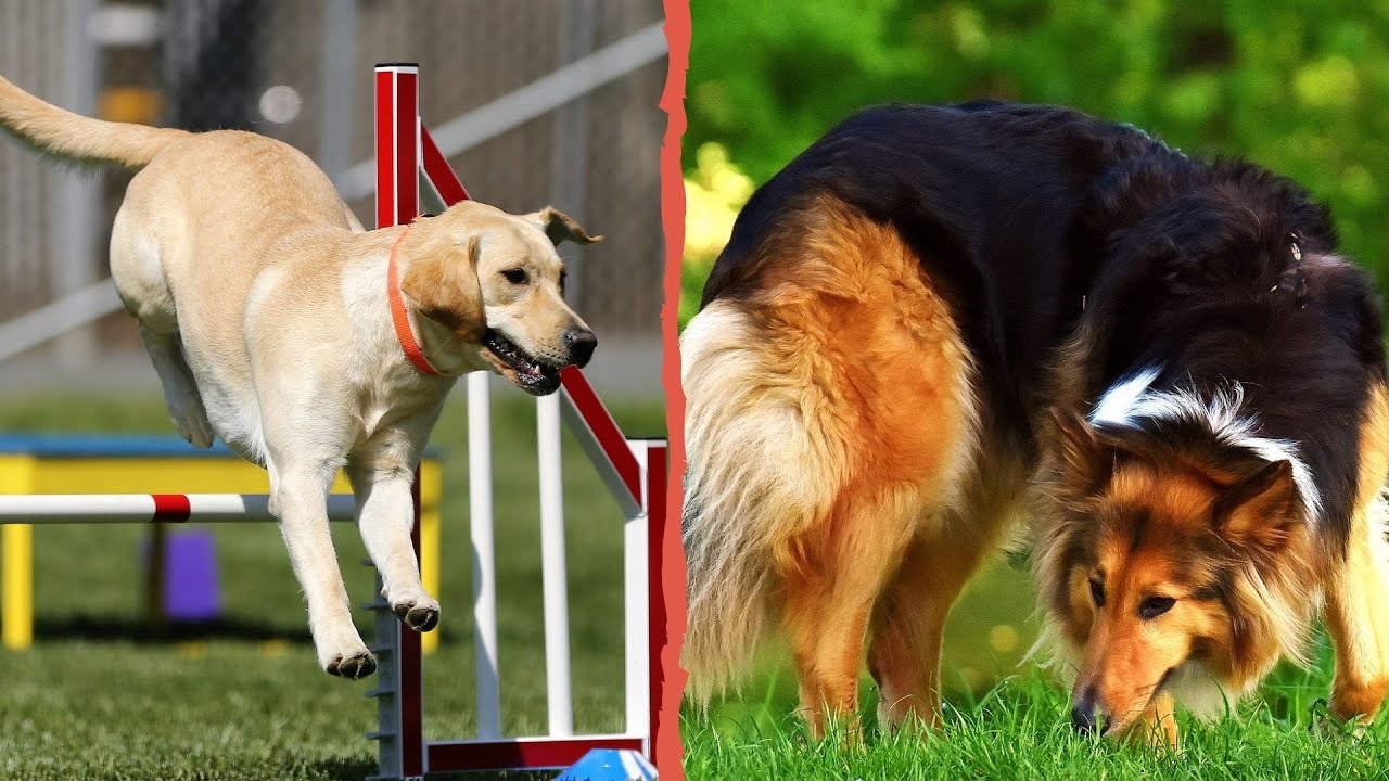 🆕cute Dogs Doing Funny Things # 3 👉 Try Not To Laugh Video - YouTube