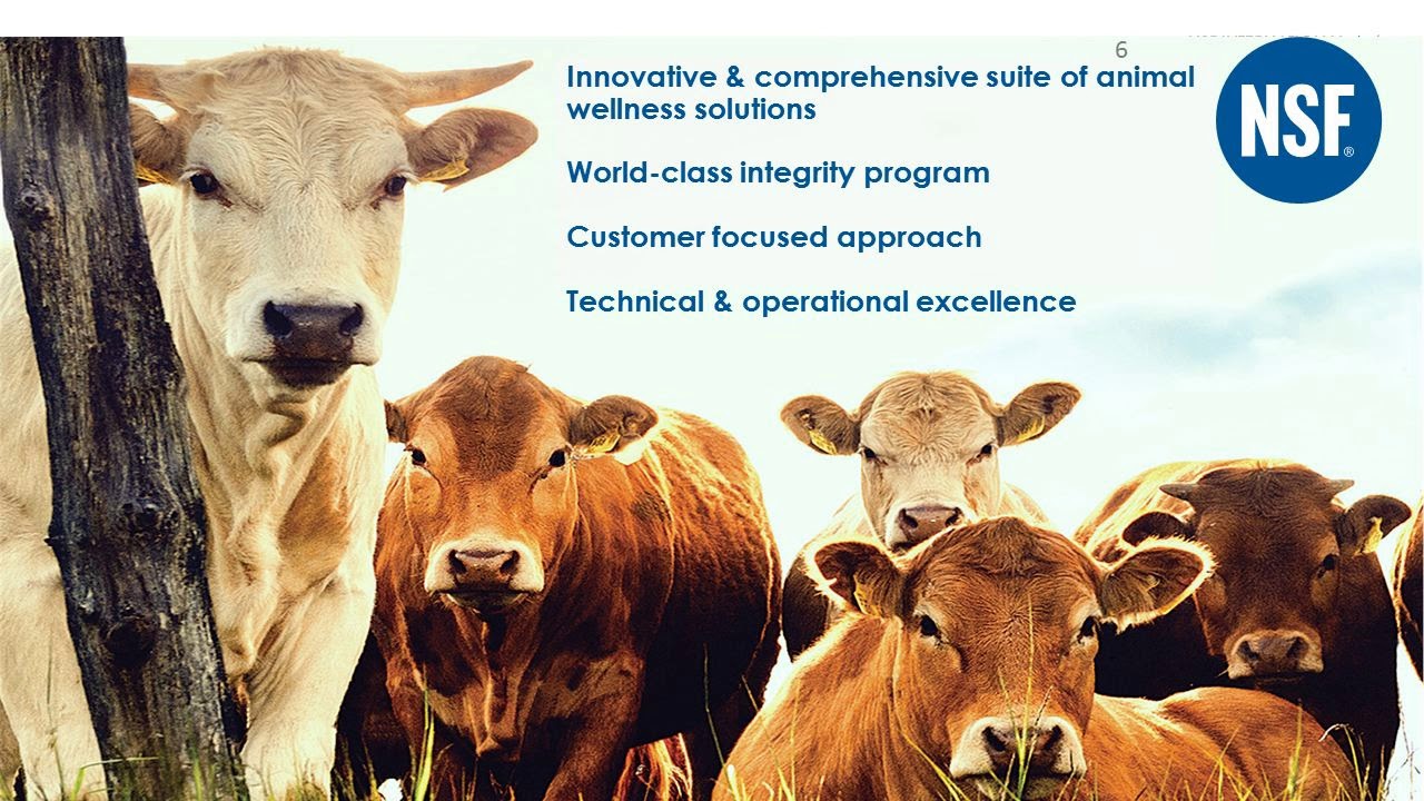 NSF Global Animal Wellness Webinar | NSF International - YouTube