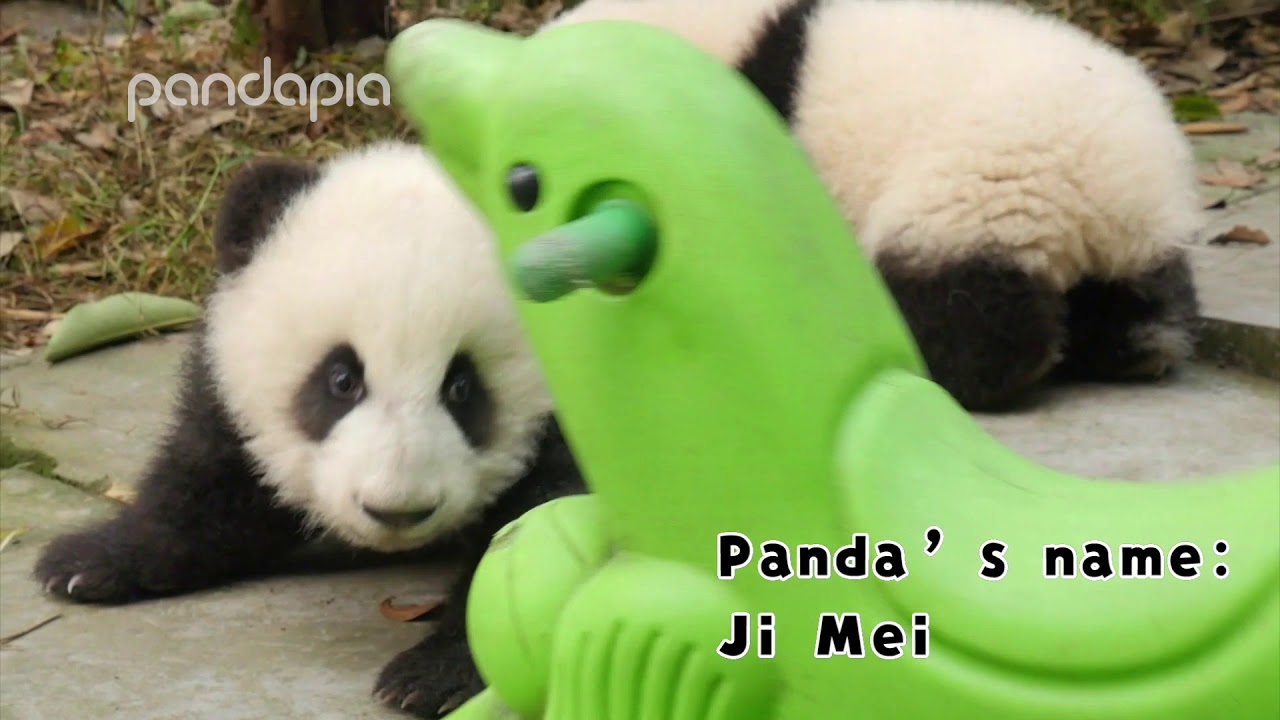 Funny panda moments #20 - YouTube