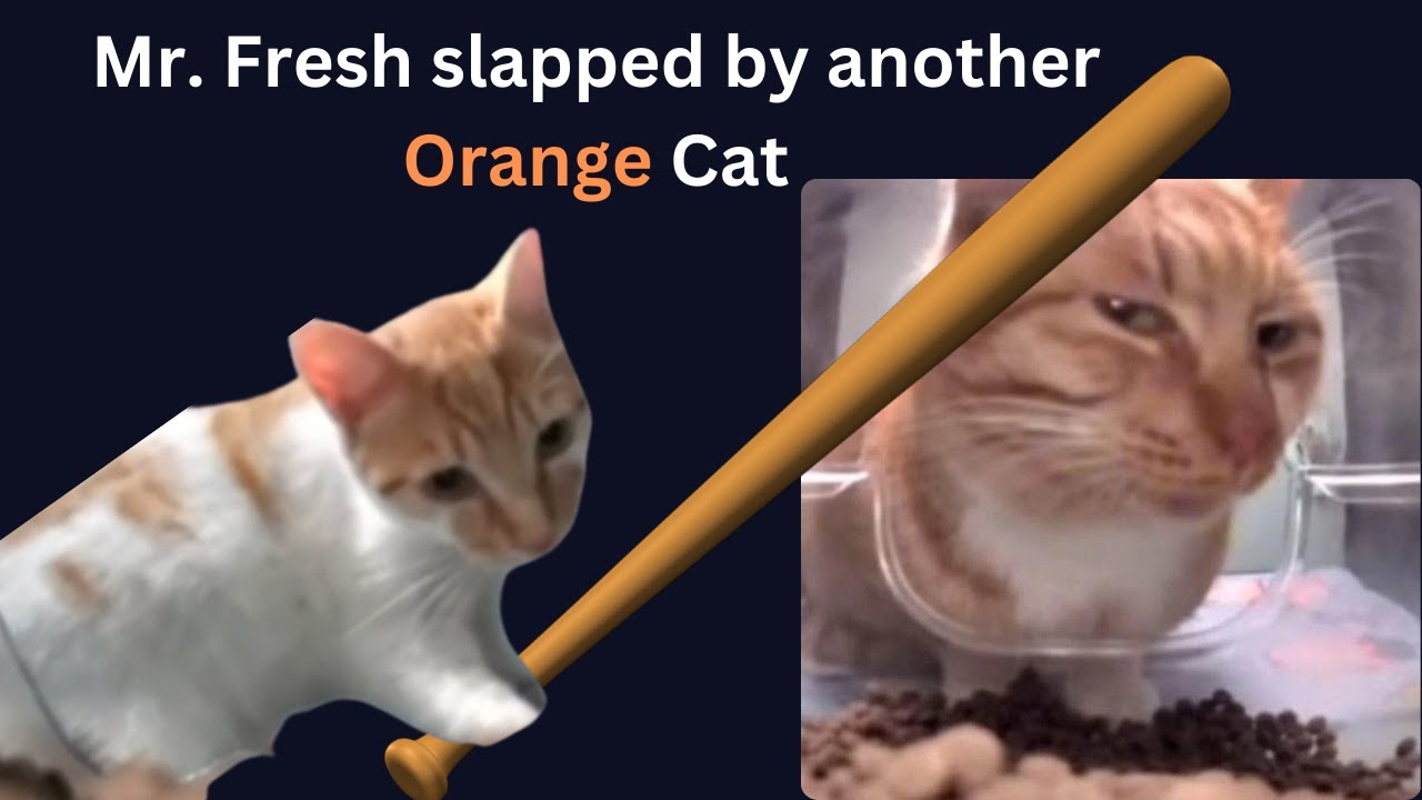 Mr. Fresh slapped by another Orange Cat - YouTube