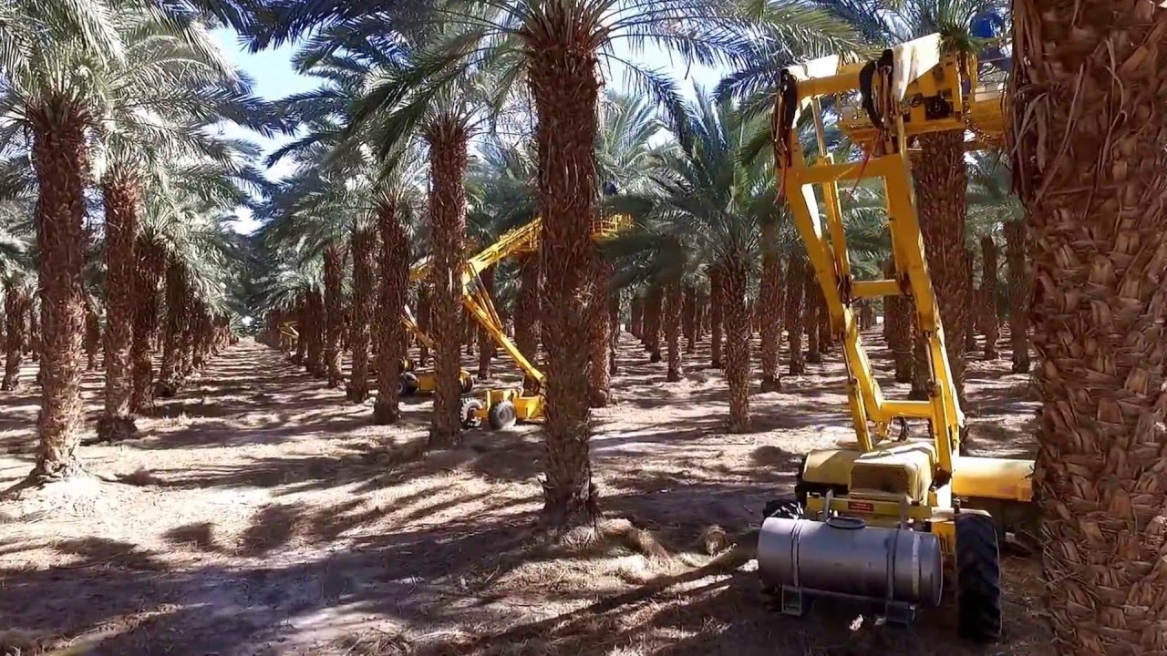 AFRON - Date picking machines - YouTube