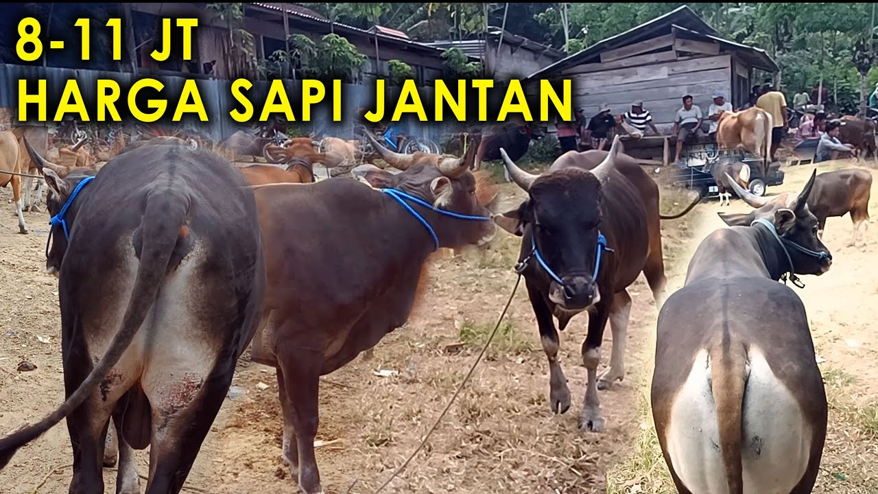 8 -11 JT Harga Sapi Jantan, Cow Bali, Cow Rambon - YouTube