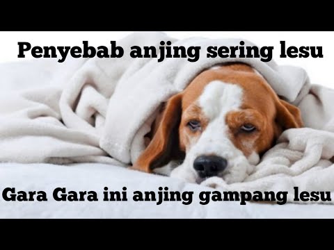 5 Penyebab Anjing Peliharaan di Rumah Menjadi Lesu dan Tak Bergairah