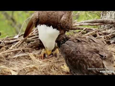 Decorah North Eagles,Mr North With Fish & Molting Feather 5/21/19 - YouTube