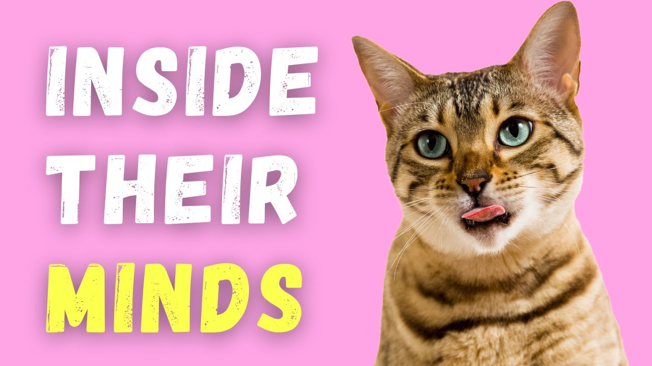 10 Most Common Cat Behaviors Explained - Cat World News
