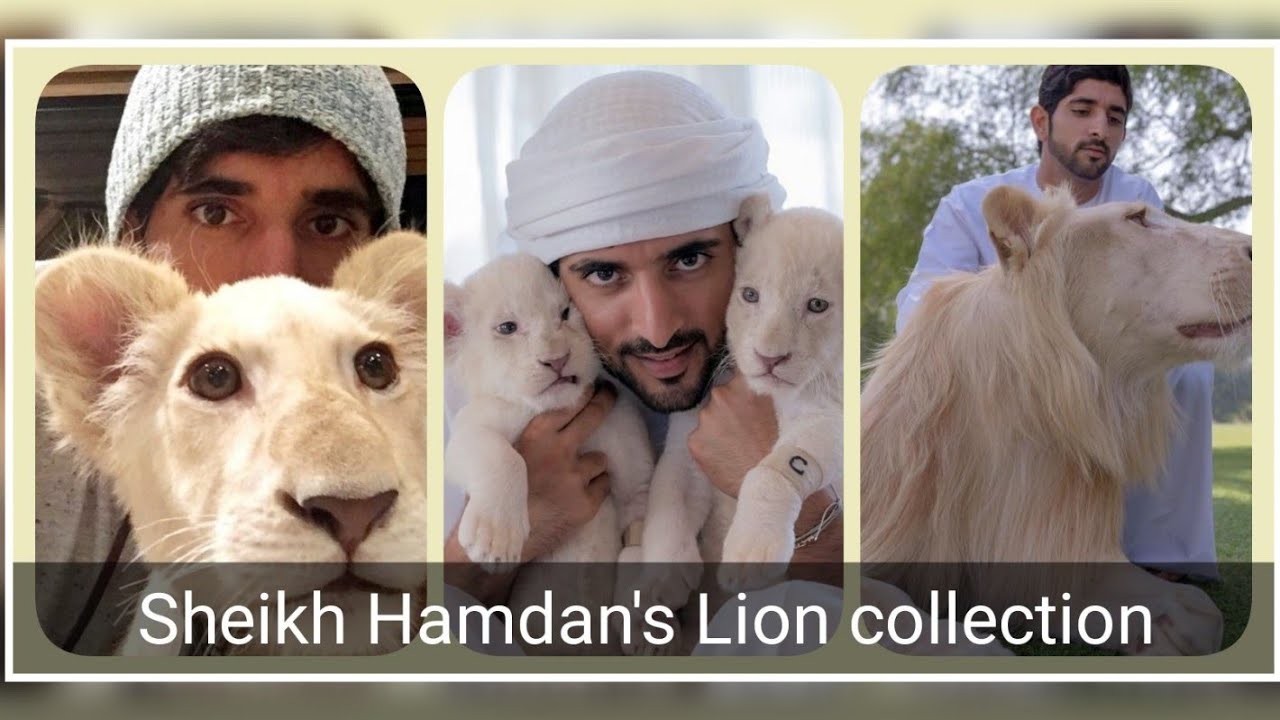 Sheikh Hamdan's Lion collection | Fazza Animals |(فزاع sheikh Hamdan) # ...