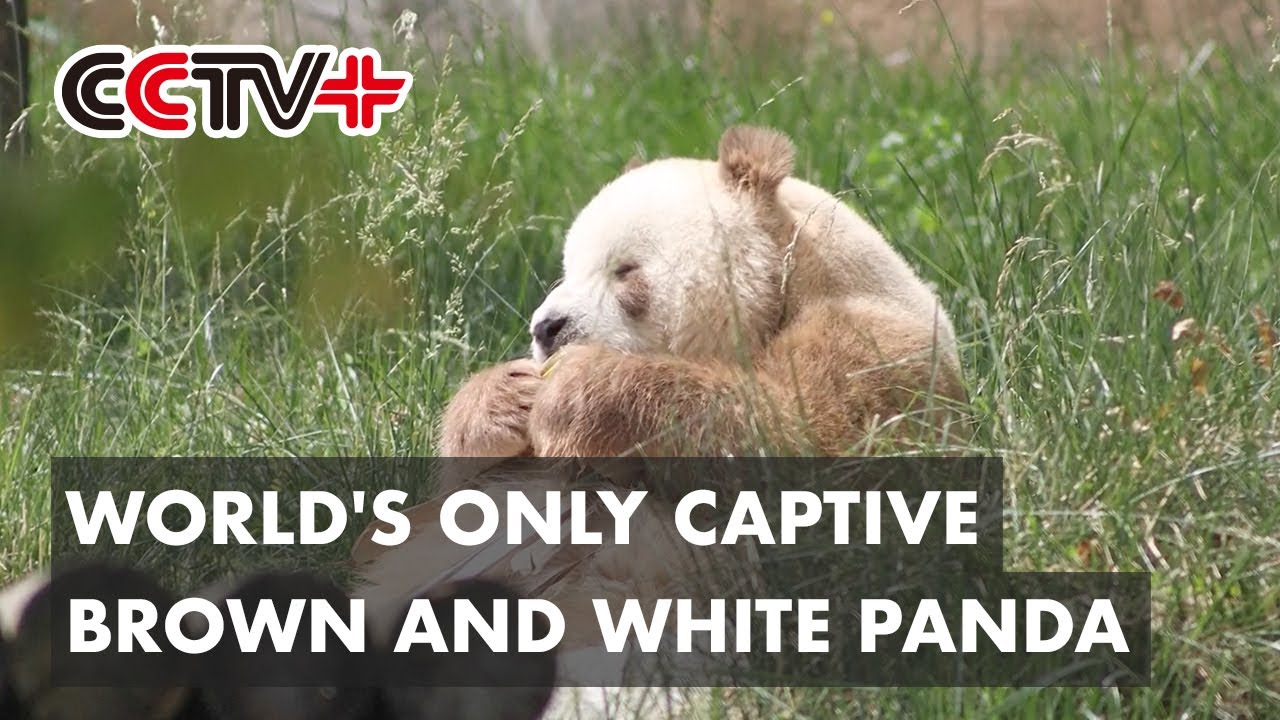 World's Only Captive Brown and White Panda Makes Public Debut in ...