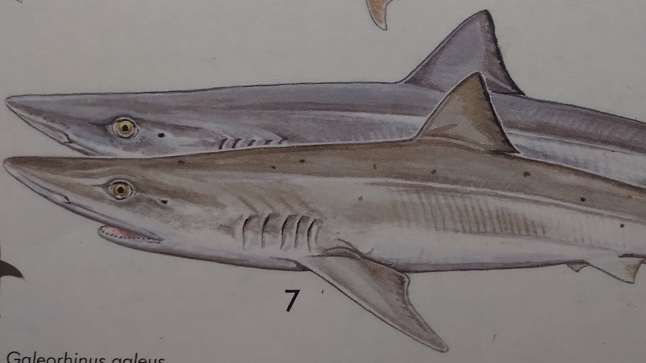 How To Draw a Tope Shark - YouTube