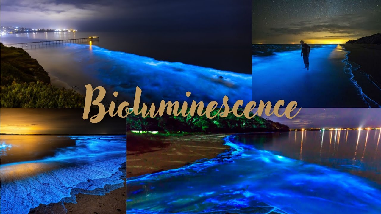 What is Bioluminescence? - YouTube