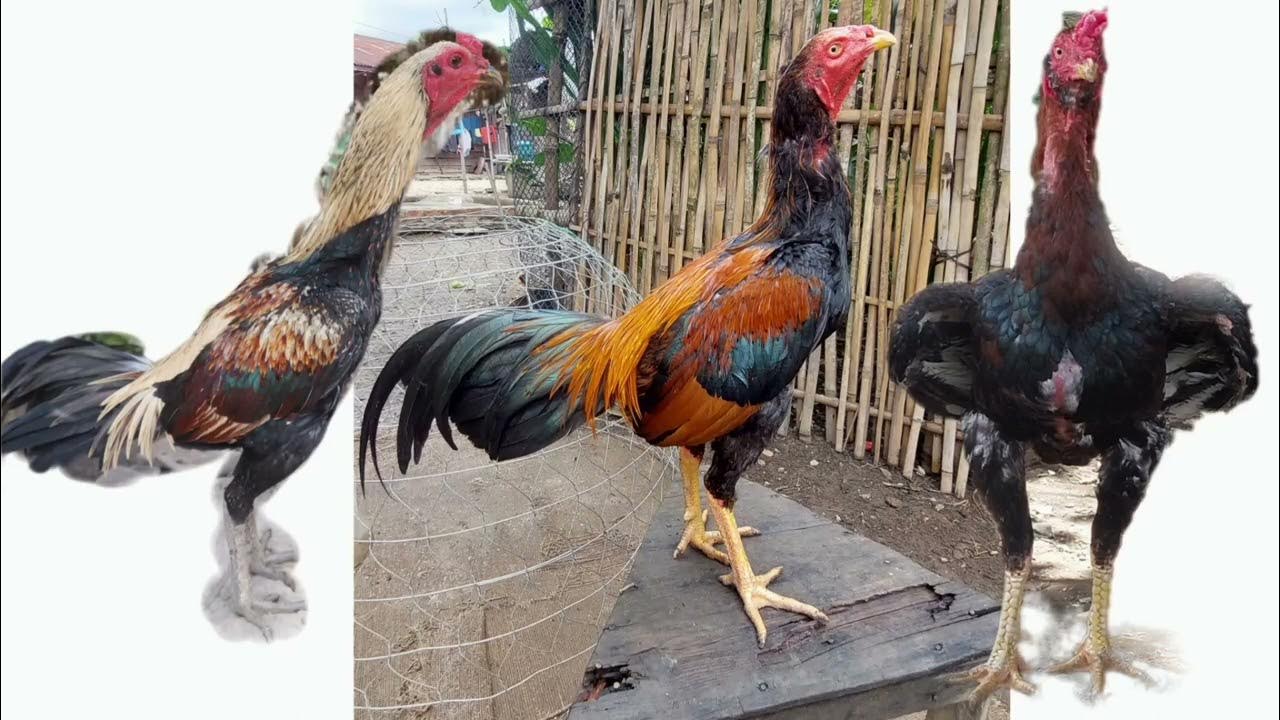 Tham txog qaib ntau qab qhov tso& Kev ທຳລາຍ(dam-Xai) Qaib Sib Ncaw kom Swb - YouTube