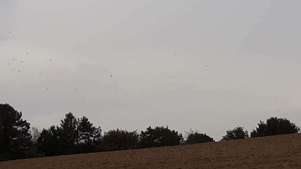 migration palombes 27 octobre 2022 15h30 - YouTube