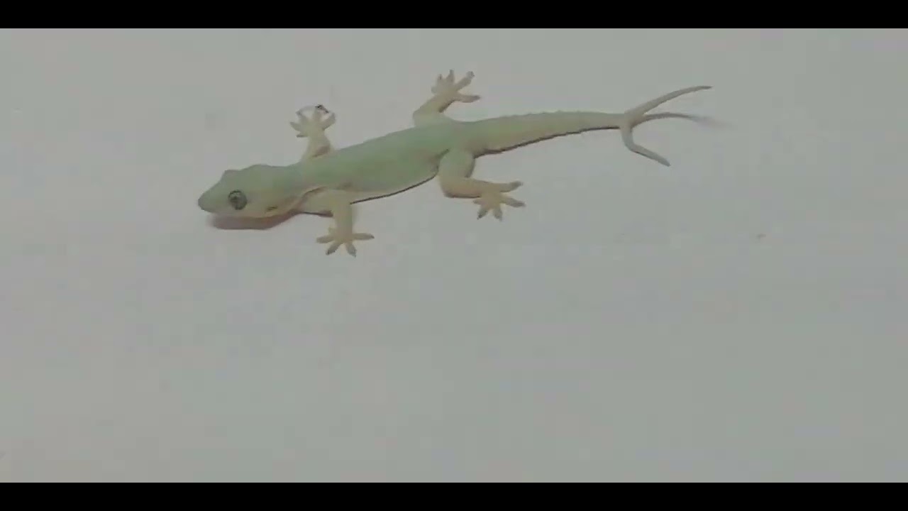 Lizard with 2 tails - part 2 - YouTube