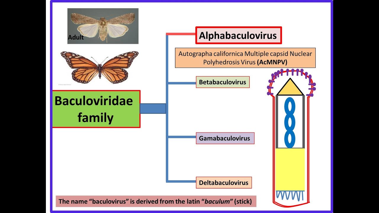 AcMNPV: Autographa californica Multiple Nuclear Polyhedrosis Virus @Dr ...