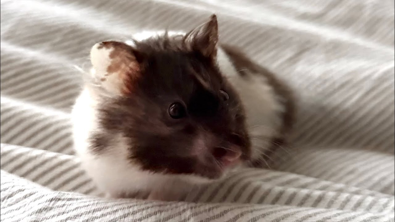 25 January my hamster Mila | one day after surgery |hamster’s tumor ...