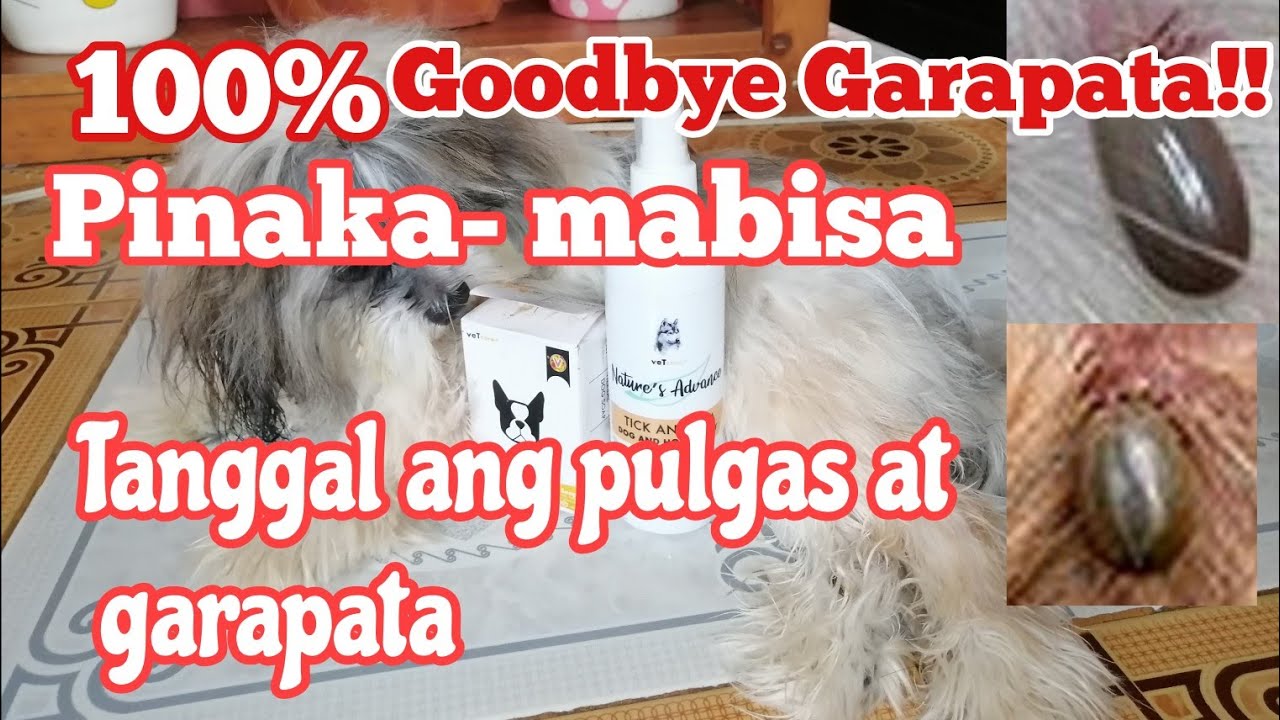 pinaka-Mabisang pantanggal ng Garapata at Pulgas ng Aso.100% Goodbye ...