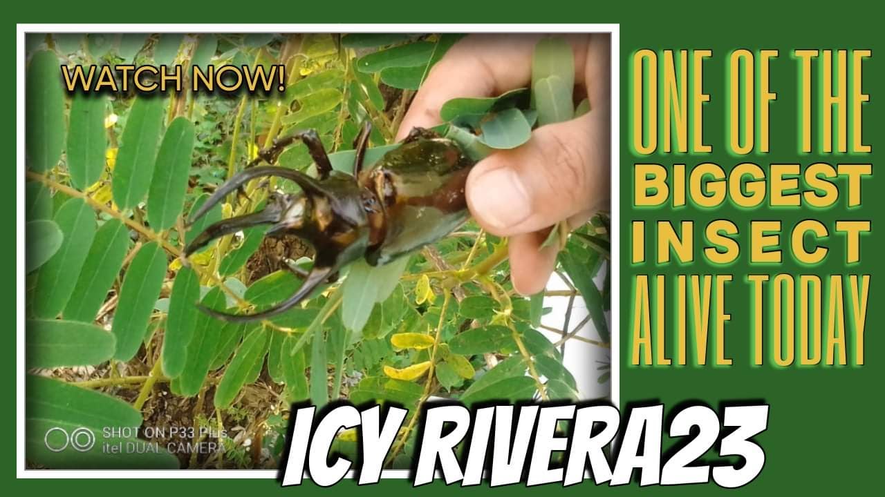 One of the biggest insect alive today--HERCULES - YouTube