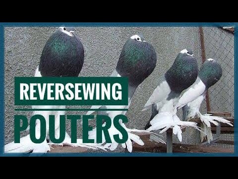 Reversewing Pouter on Flights - Fancy Pigeon - Wing Society PH - AboutPigeons - YouTube