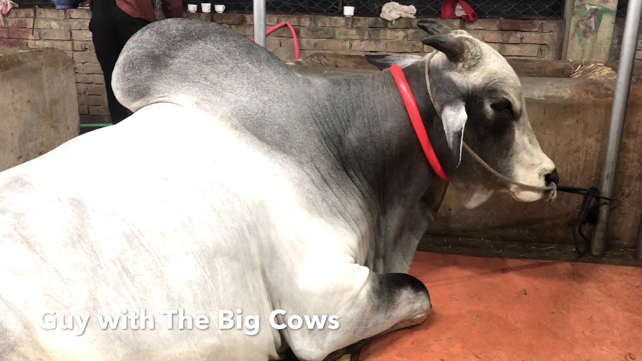 Unique Sibbi Bull | Ulbari Bull | Kurbani Eid | Guy with The Big Cows ...