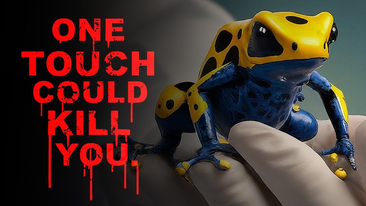 Worlds Most Poisonous Frog: The Golden Poison Dart Frog Documentary ...
