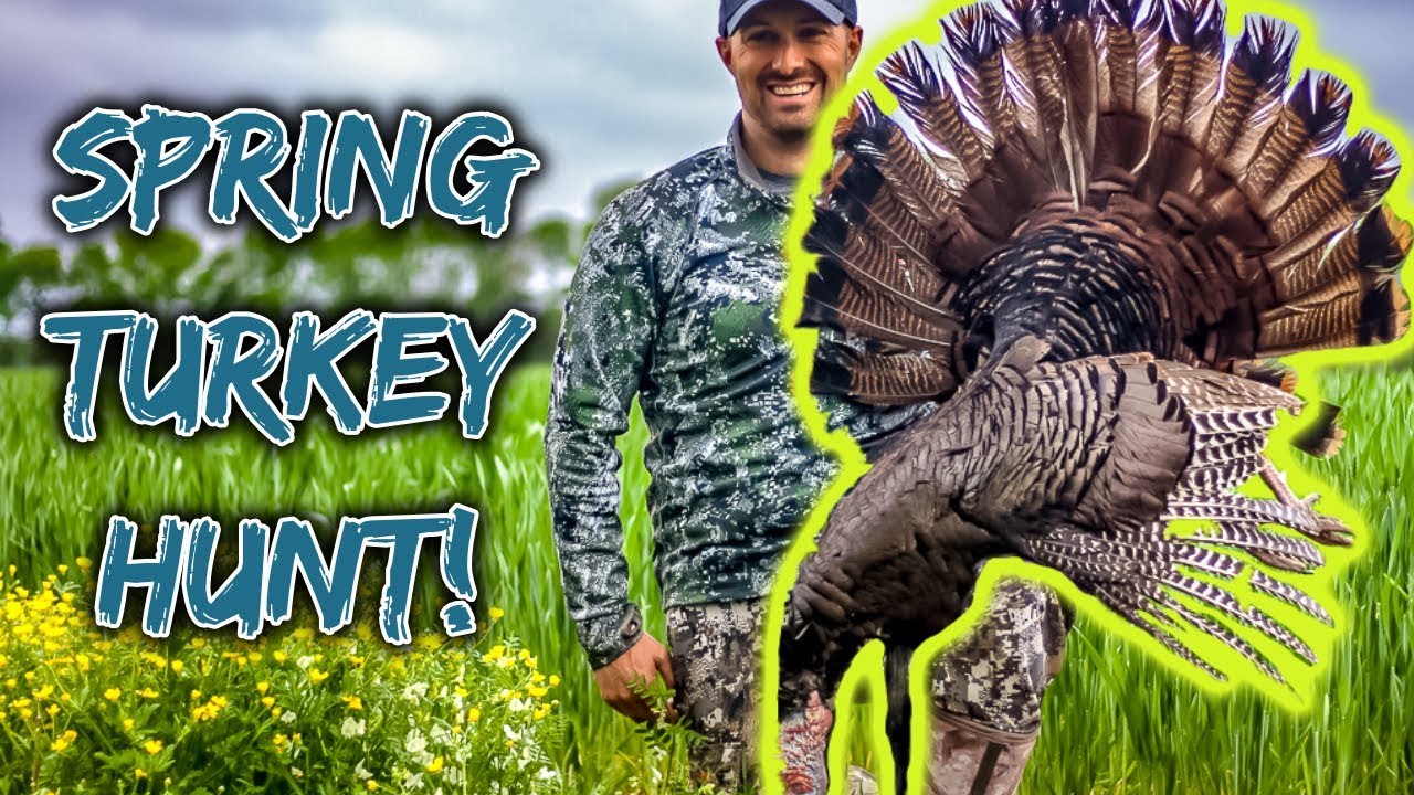 Spring turkey hunting in Delaware - 4 toms come in to beat up a decoy ...