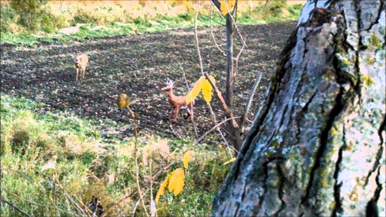 Fork Buck Bow Hunting Pt1 10 16 14 - YouTube