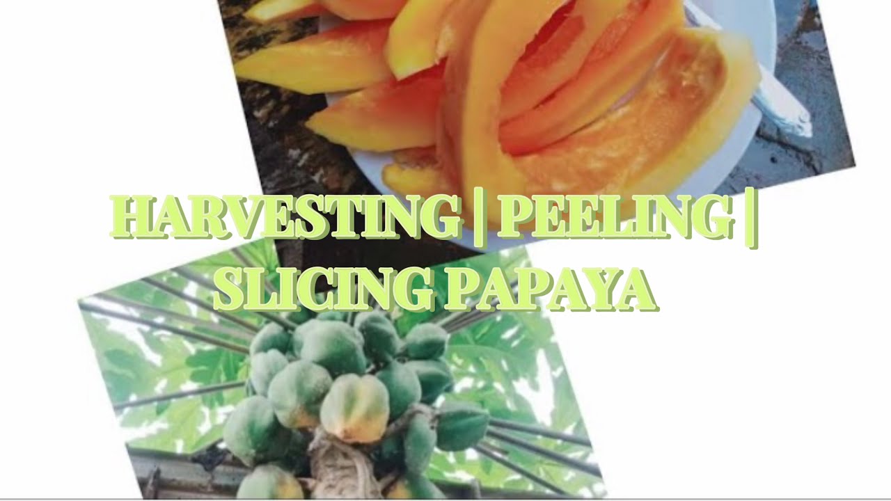 HARVESTING,PEELING & SLICING PAPAYA IN THE BACKYARD ASMR Satisfying ...