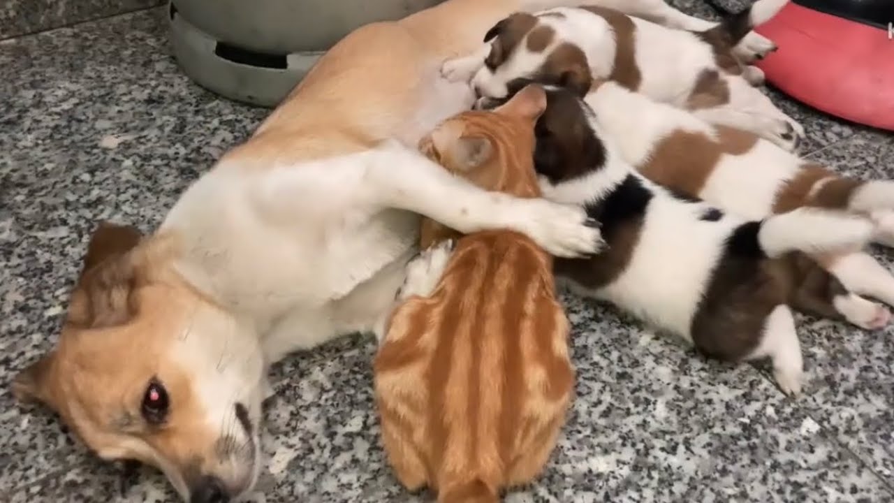Hơn chục con chó với con mèo sống chung một mẹ thật lạ thường - YouTube