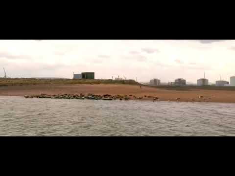 Colony of Seals on the Beach at Seal Sands, Hartlepool Bay, Teesside UK ...