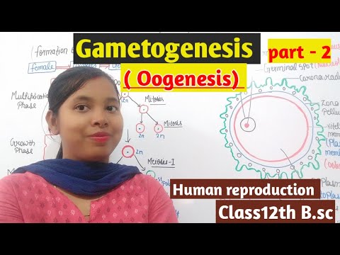 Gametogenesis and Oogenesis || Structure of ovum || Class12th and B.sc ...