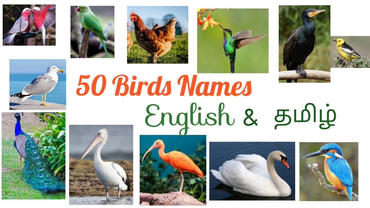 50 Birds Names in English& Tamil with vichu and kichu channel - YouTube