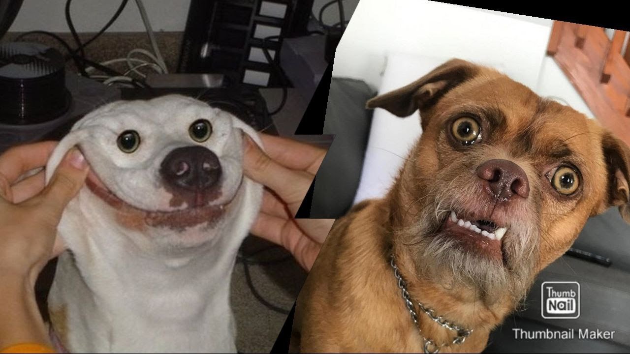 Brown Dog Face Meme