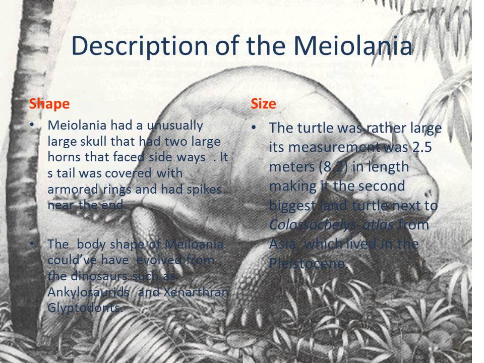 Meiolania The giant Prehistoric land turtle slide show - YouTube