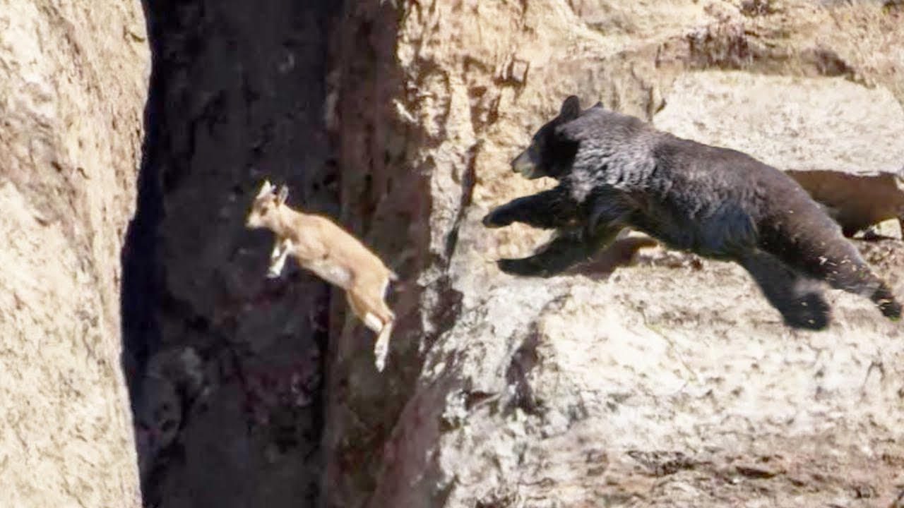 These Fearless mountain GOATS defy DEATH - YouTube