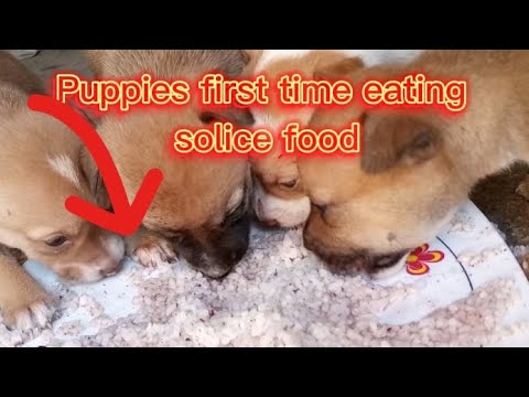 Aspin Puppies First time Eating Solid Food - YouTube