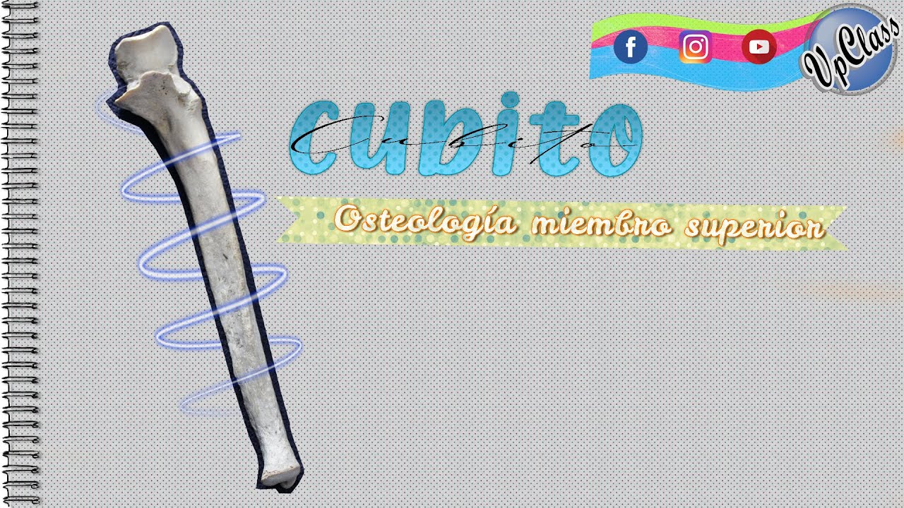 📖Osteología de miembro SUPERIOR - Cúbito ️ - YouTube