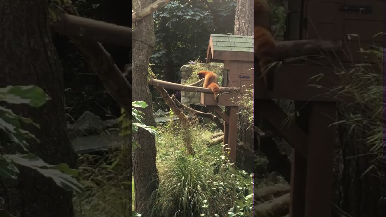 Red panda at Edinburgh zoo. - YouTube