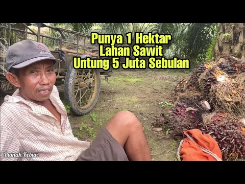Punya Kebun Sawit 1 Hektar sudah setara Gaji Perusahaan