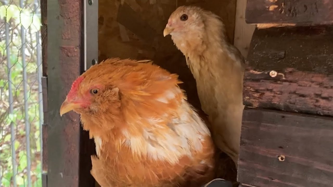 Chicken Problem Solving | Daily Chicken Update - YouTube