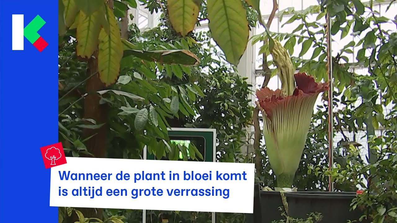 Deze plant bloeit maar heel af en toe en stinkt naar rottend vlees ...